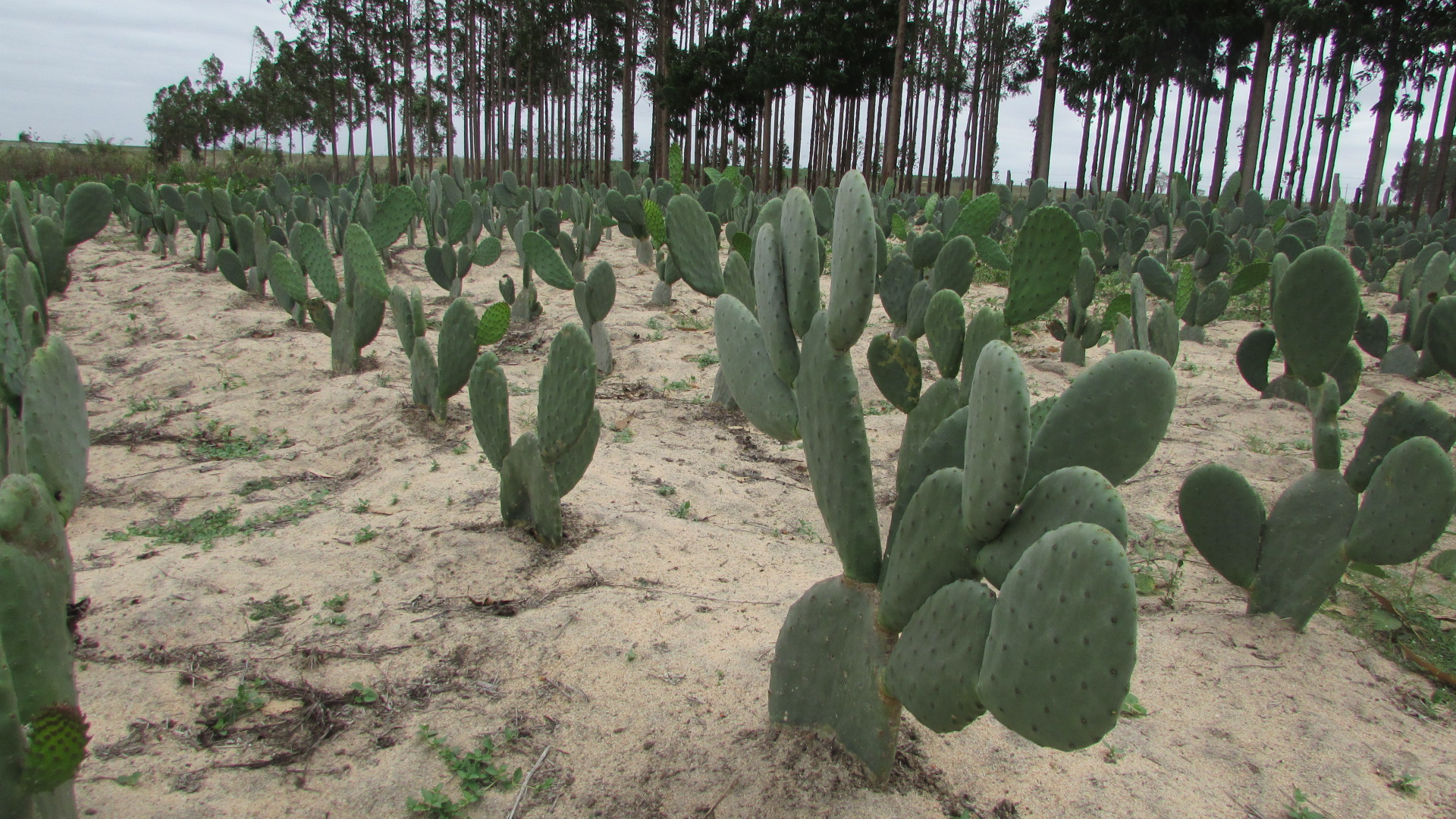 Incaper - Palma forrageira traz benefícios para a região Norte do ES